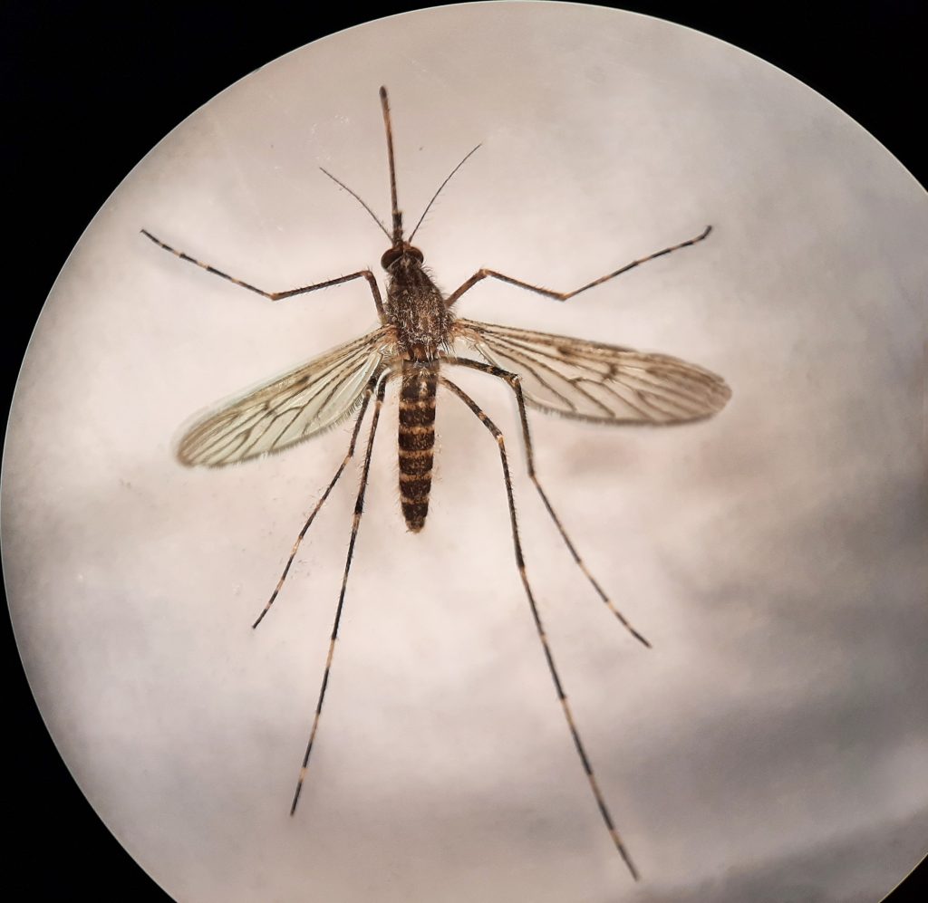 Culiseta (Culiseta) annulata - Observatorio de mosquitos del Guadalquivir